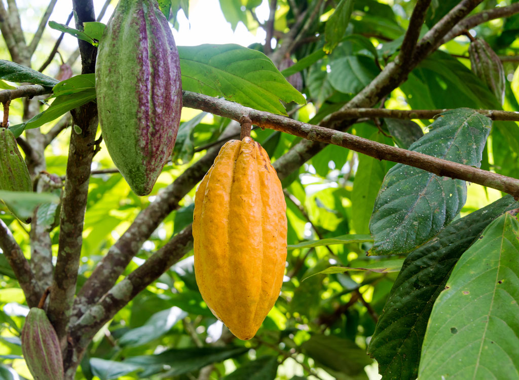 Chocolate Facts You've Never Heard Before | Eat This, Not That!