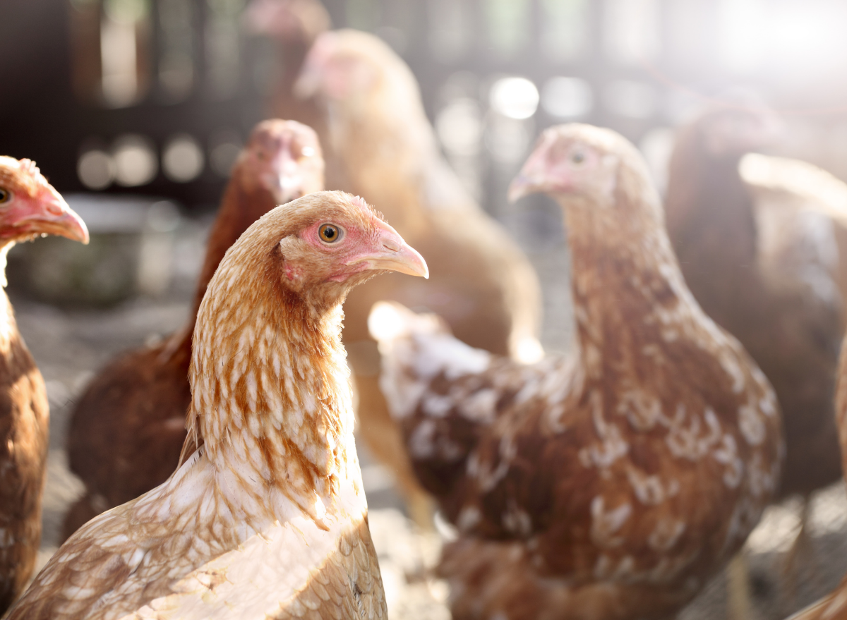 Big Mac vs Whopper: Difference Between the Burgers — Eat This Not That