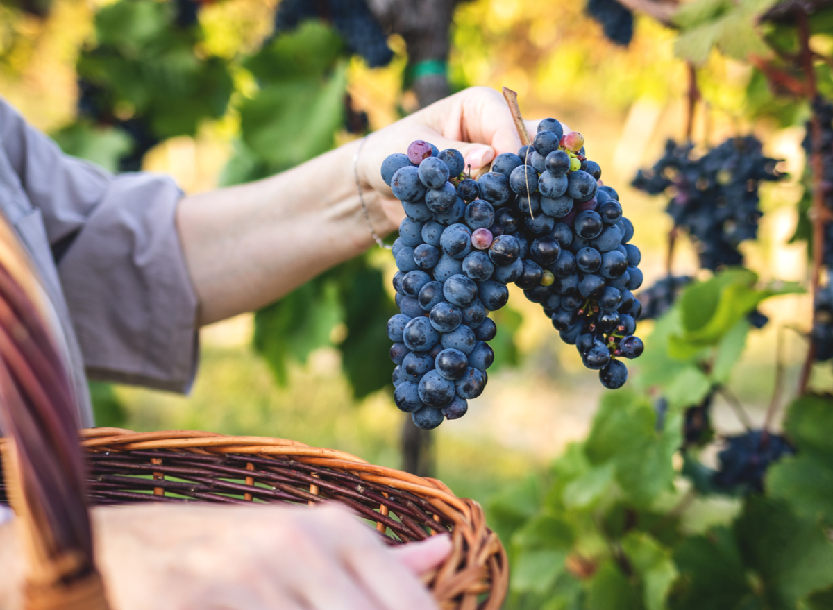 8 Science-Backed Benefits of Eating Grapes—and 3 Side Effects