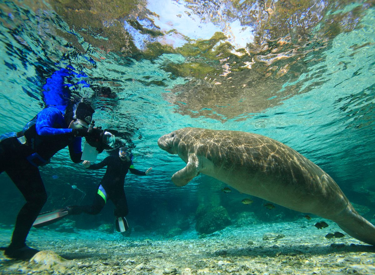 Humans Swimming With Manatees