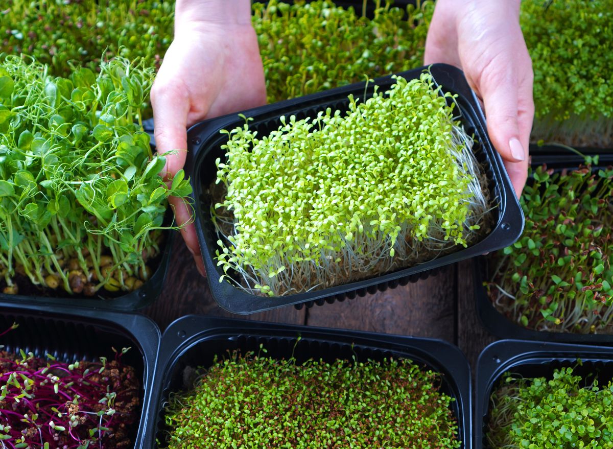Amazing Benefits of Eating Microgreens