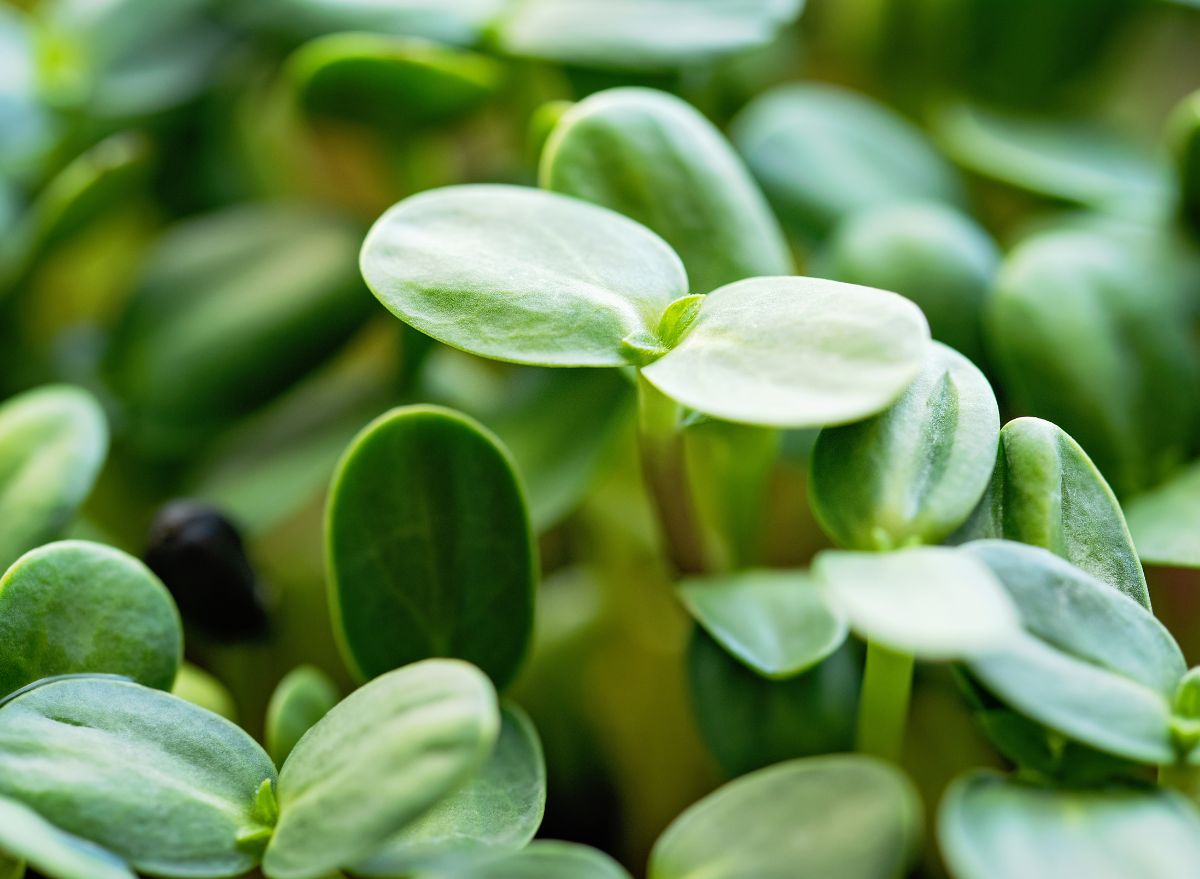 Amazing Benefits of Eating Microgreens
