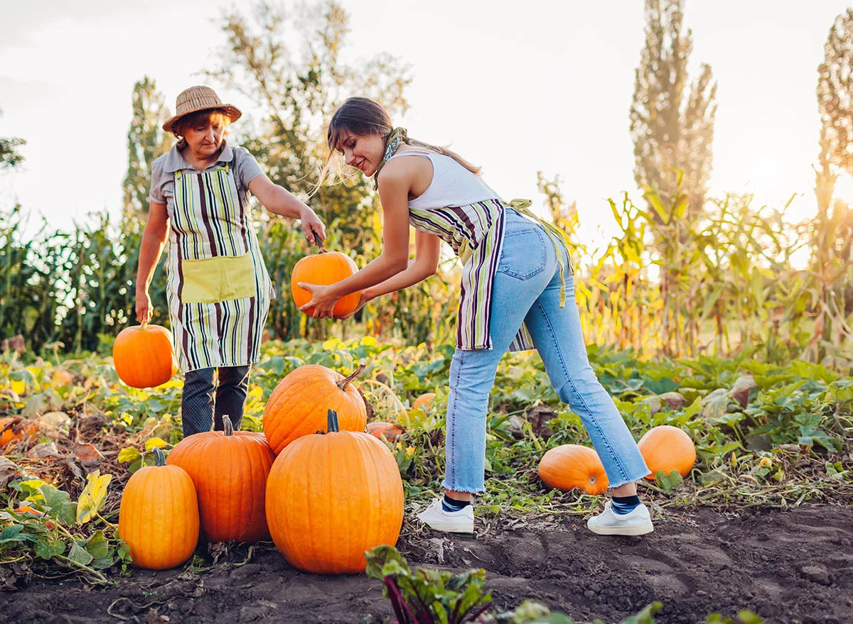 How To Choose the Best Pumpkin for Eating From the Pumpkin Patch