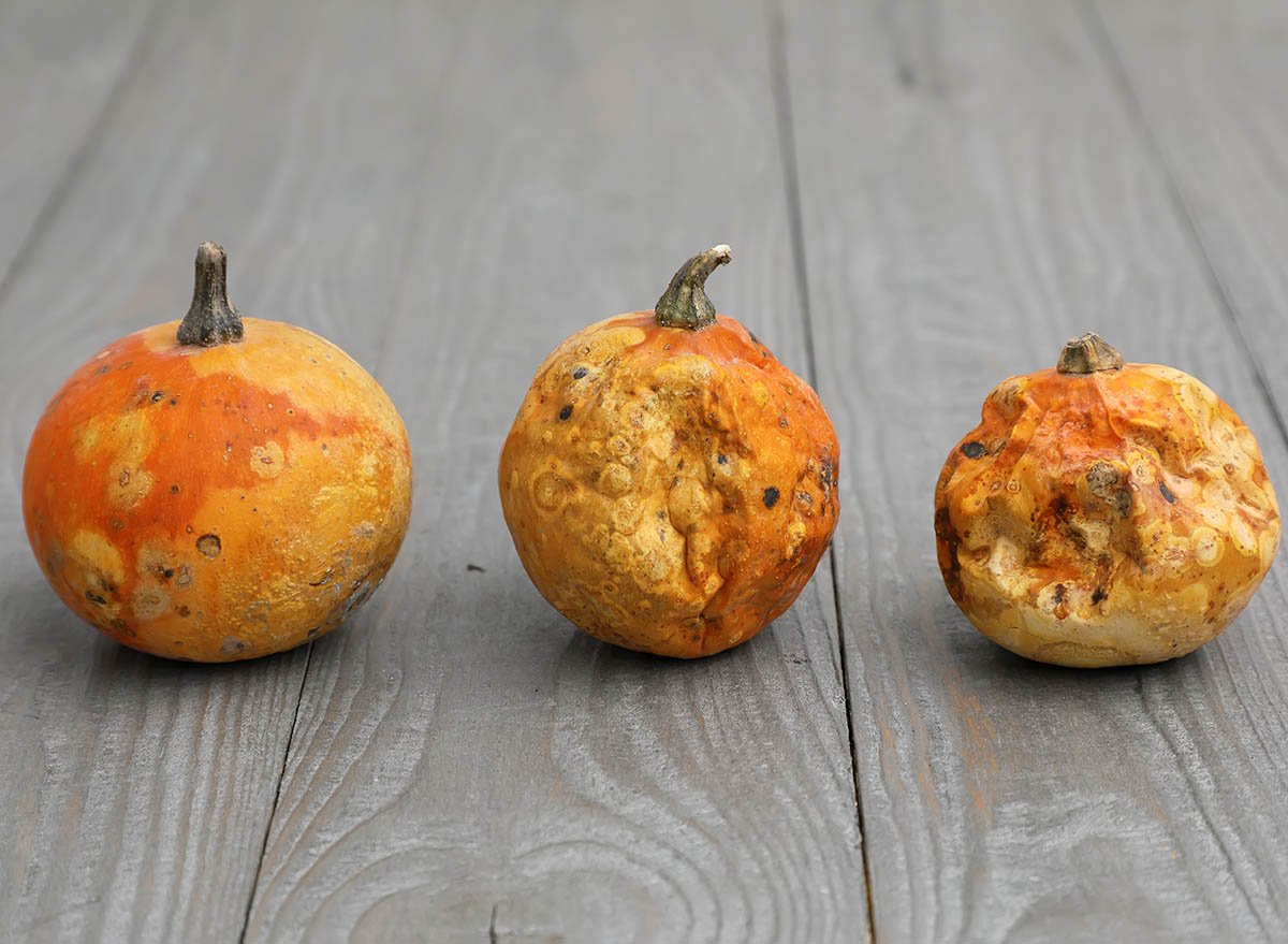 How To Choose the Best Pumpkin for Eating From the Pumpkin Patch