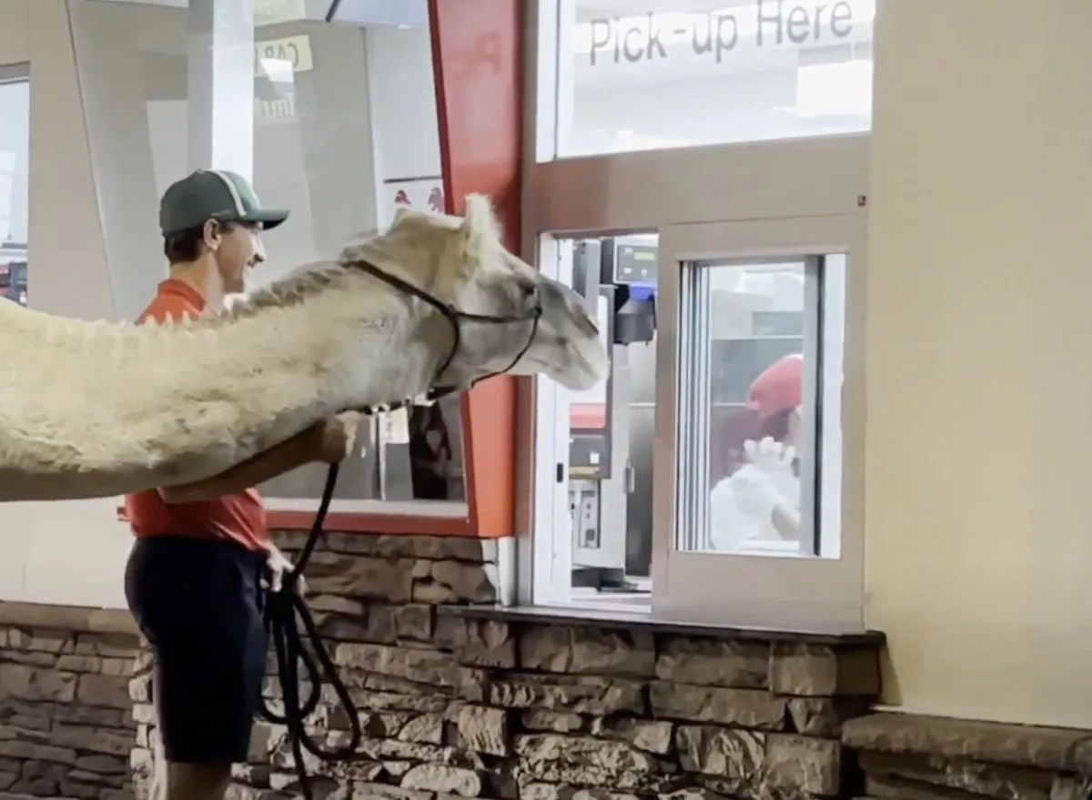 Video Shows Camel (Yes, a Camel) Ordering Fries at In-N-Out Drive-Thru ...