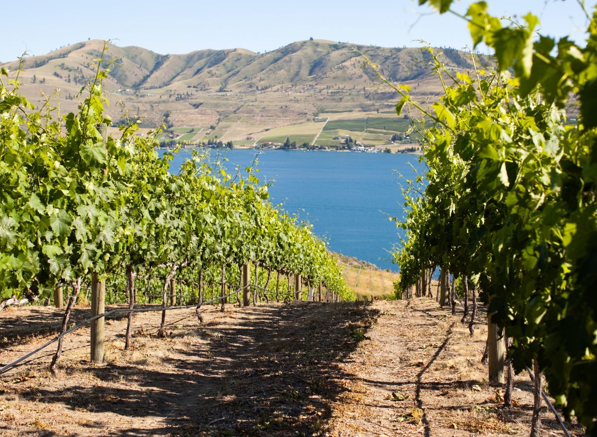 Washington Is the Best State for a Wine Vacation