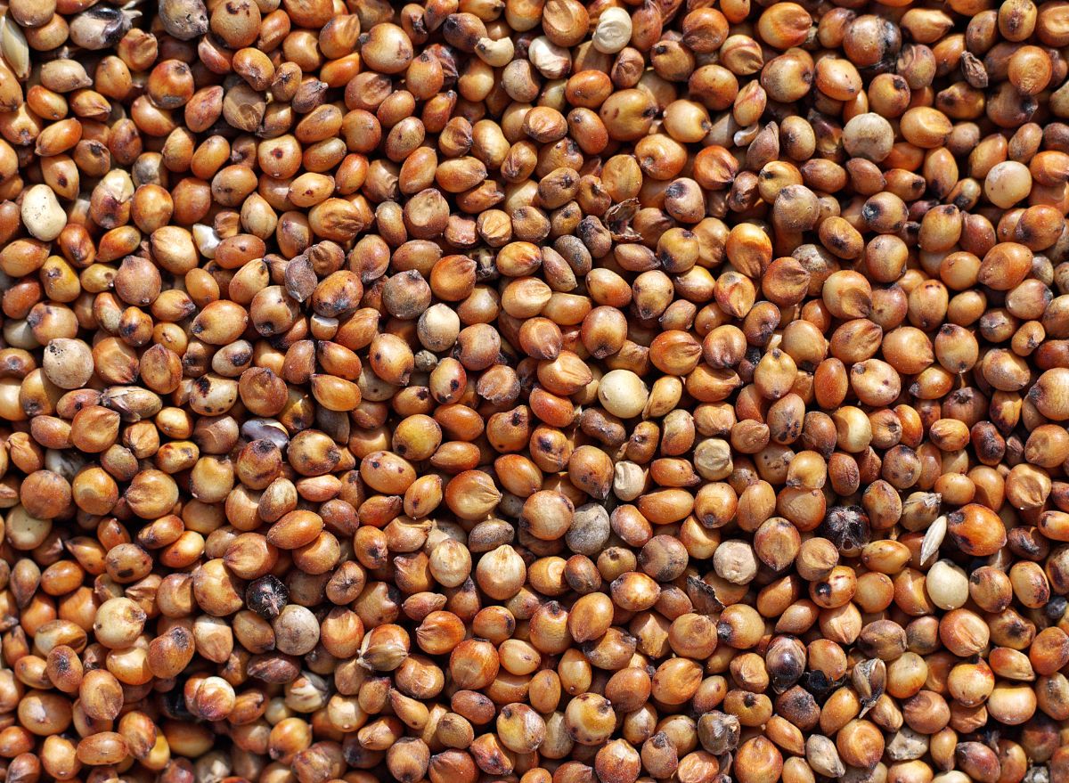 Sorghum Is a Newly Popular Grain That This Dietitian Swears By