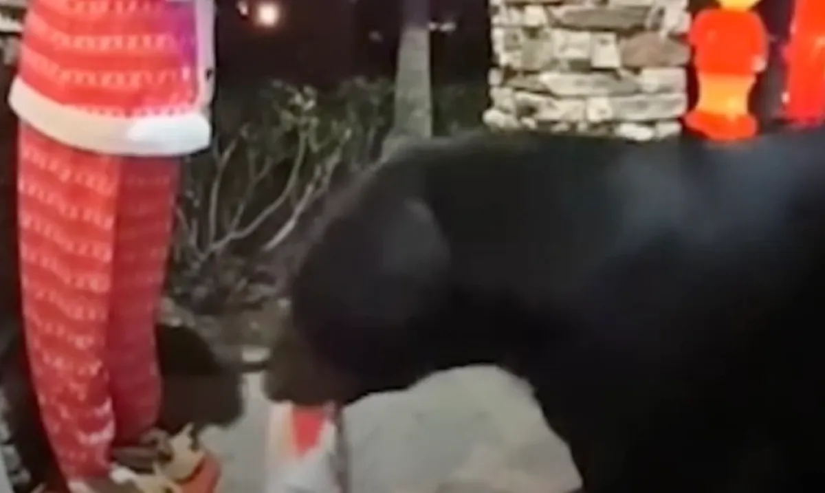 Watch a Black Bear Steal Chick-fil-A Nuggets & Fries