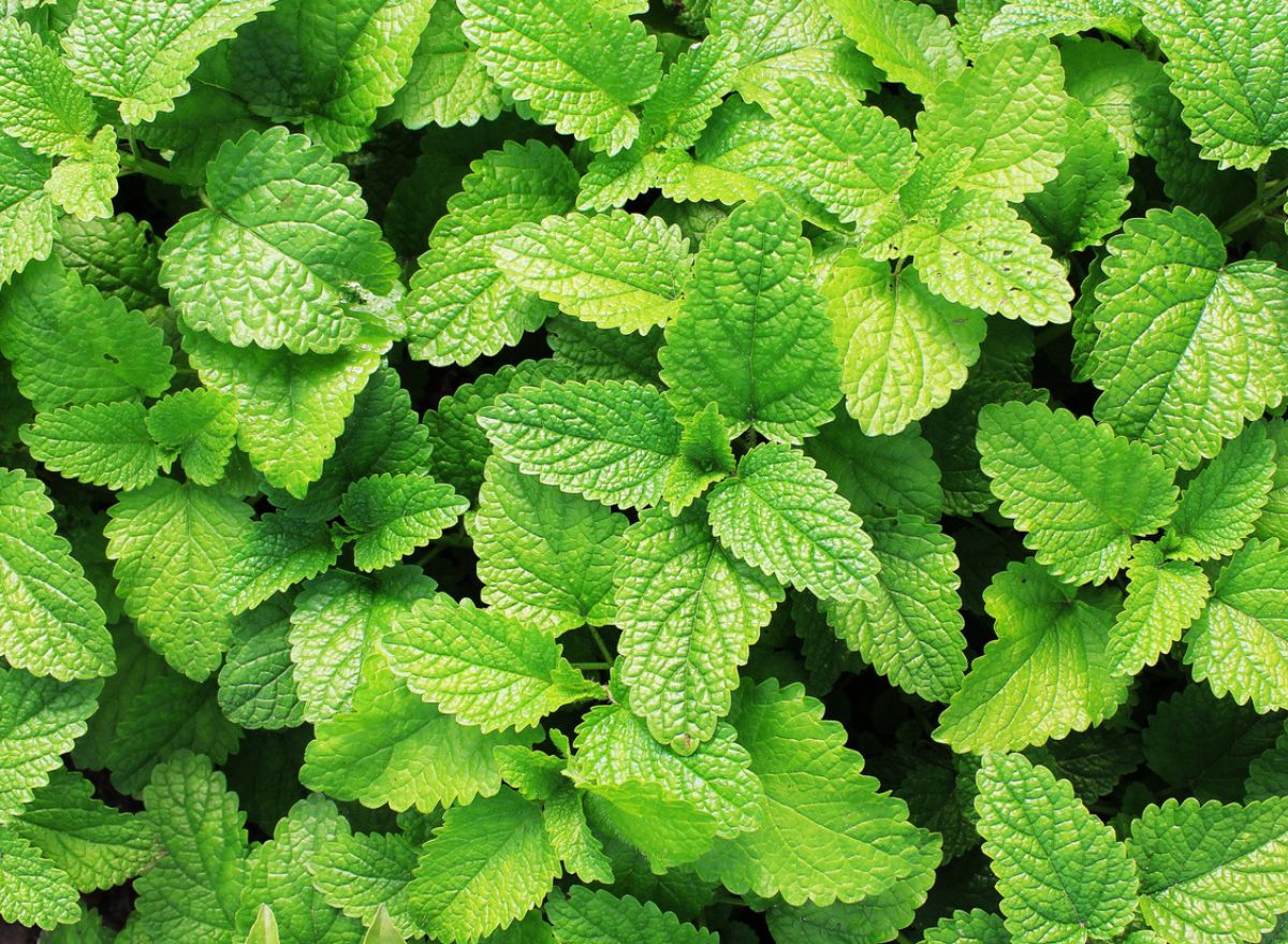 9 Foods That Cause Digestive Problems — Eat This Not That