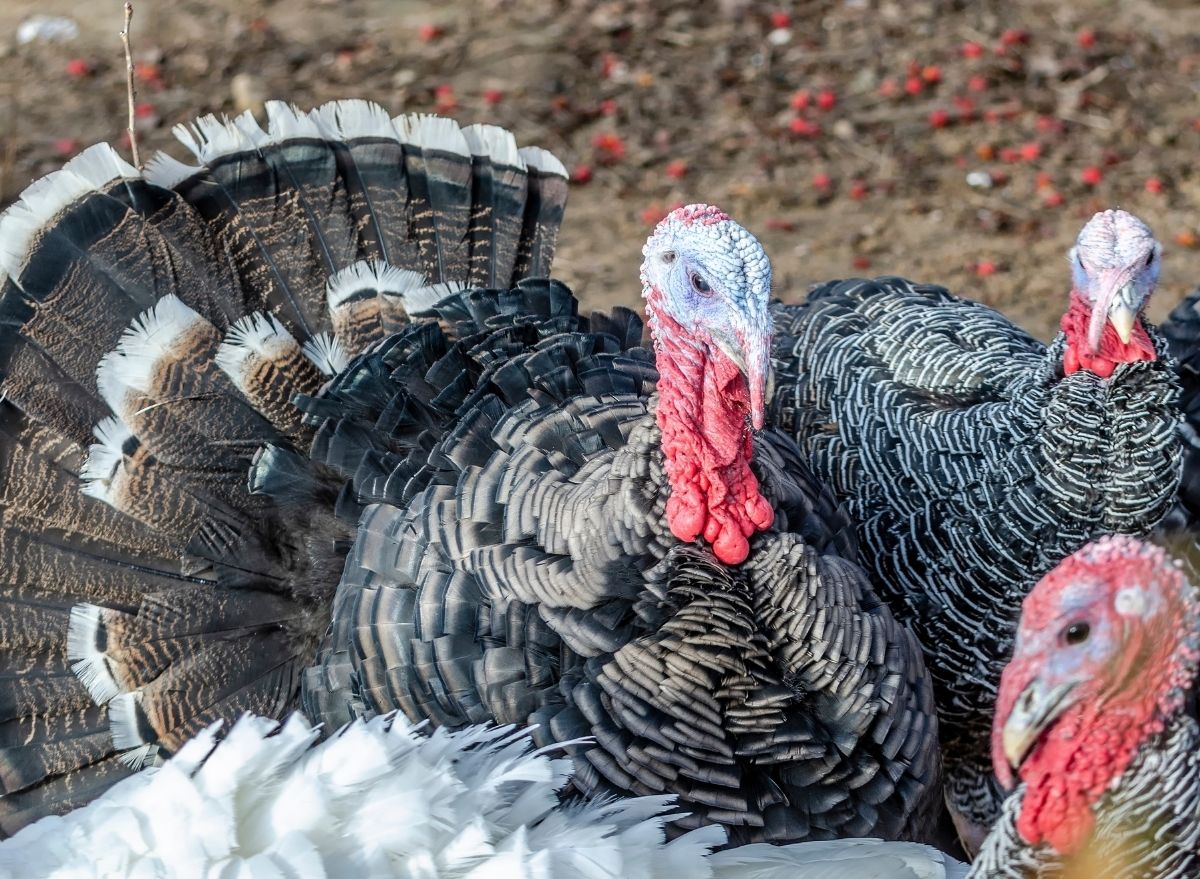 Turkey May Be Cheaper In 2023, But There's a Threat to Supply