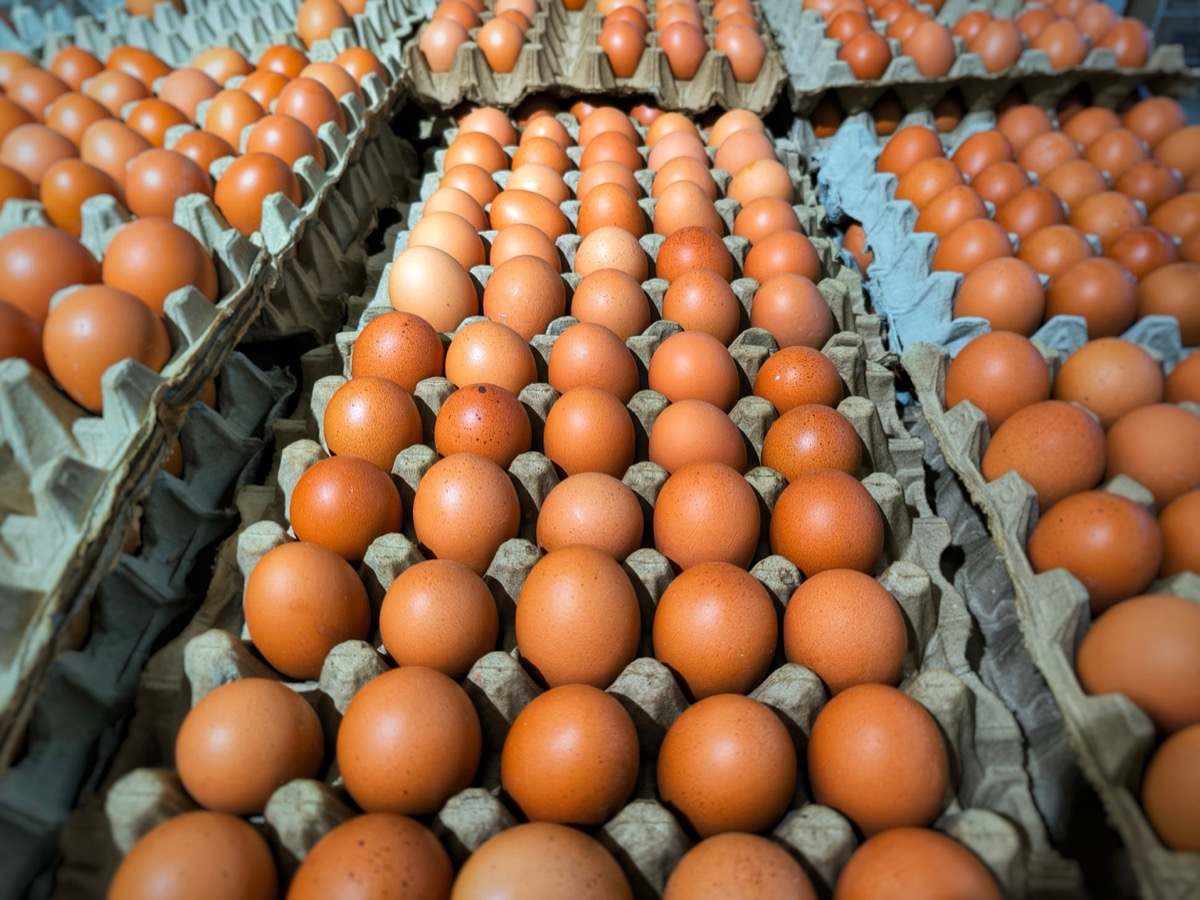 The Surprising Reason the Color Of Egg Yolks Matter