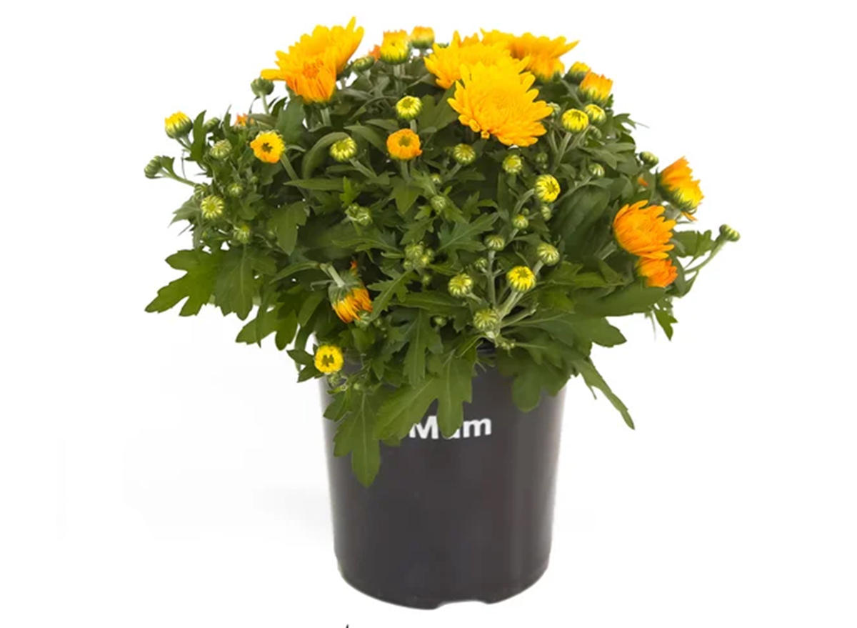 11 Best Costco Fall Finds Just Arrived in Stores